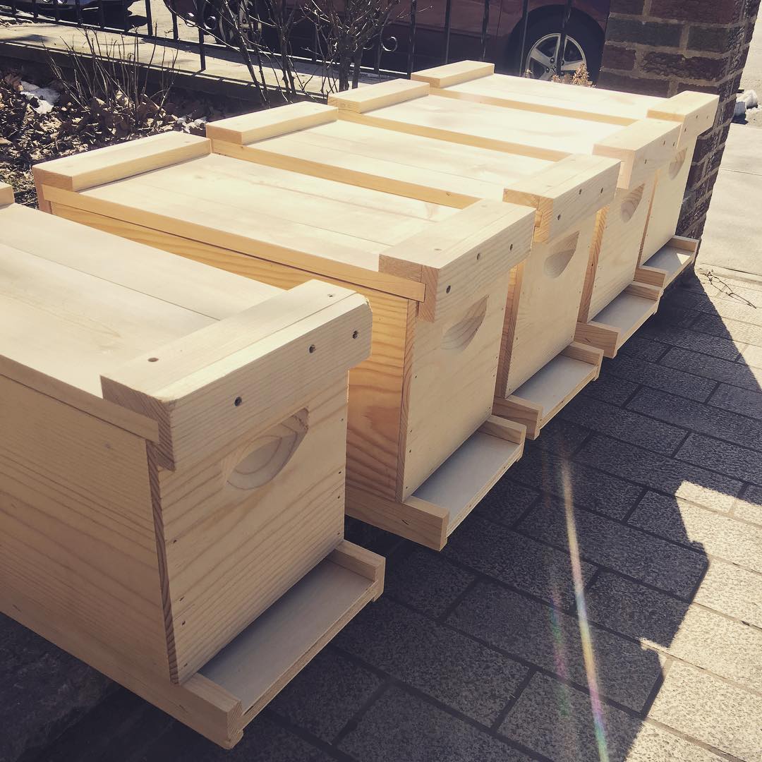 Nucleus Hive – Astor Apiaries