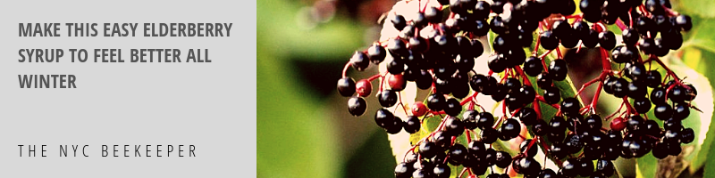 Make This Easy Elderberry Syrup to Feel Better All Winter – Astor Apiaries